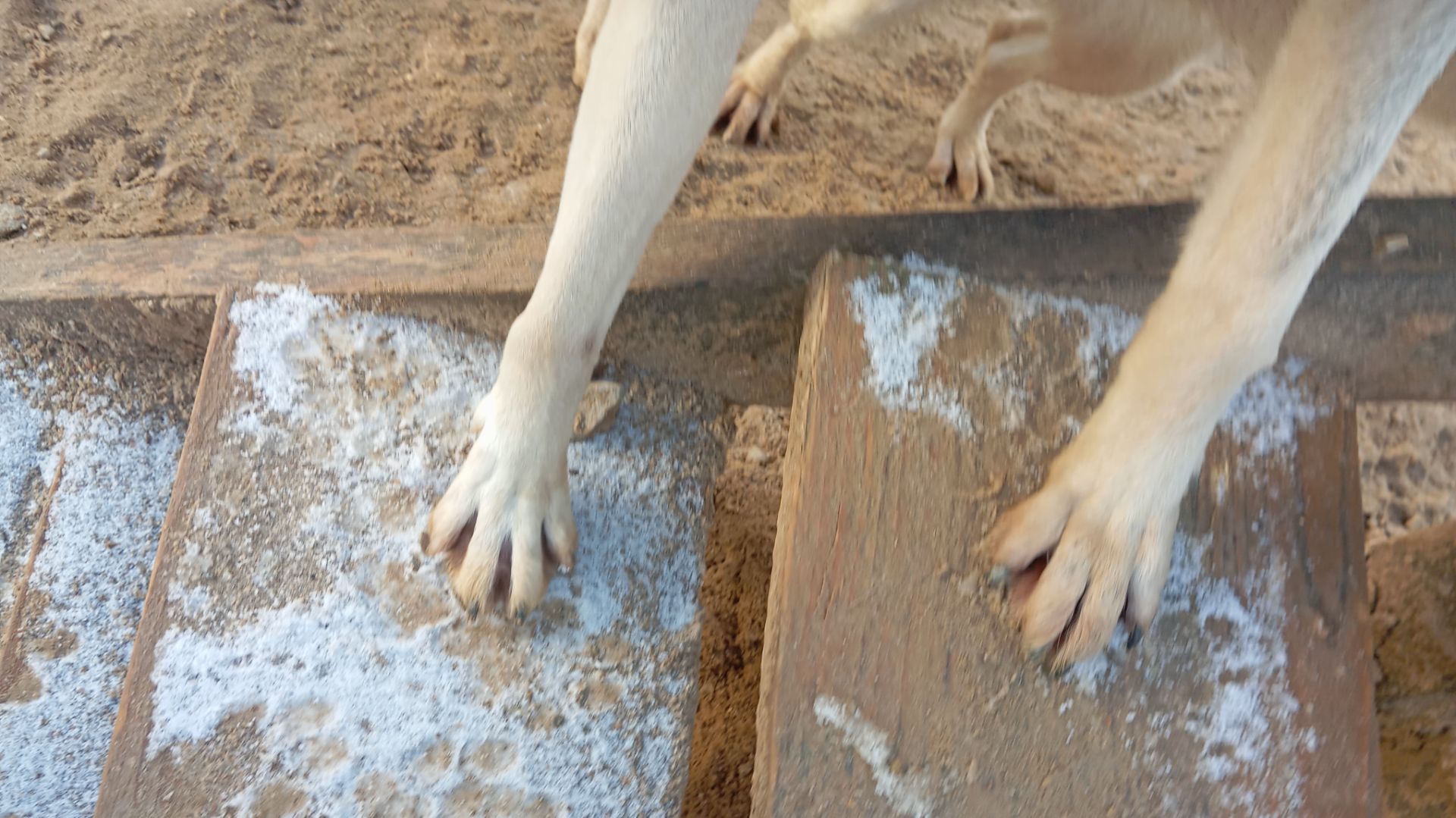 "Среда в приюте со стаей Розы" ❥ Хроника #без_монтажа ❥ Приют в Малинках, 19 ноября 2025