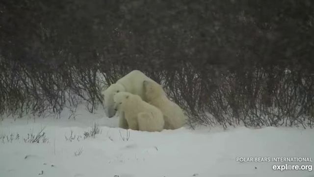 Метель.Семья мишек пристроились спать