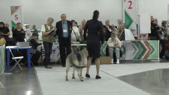 Русская Легенда Огненная Птица