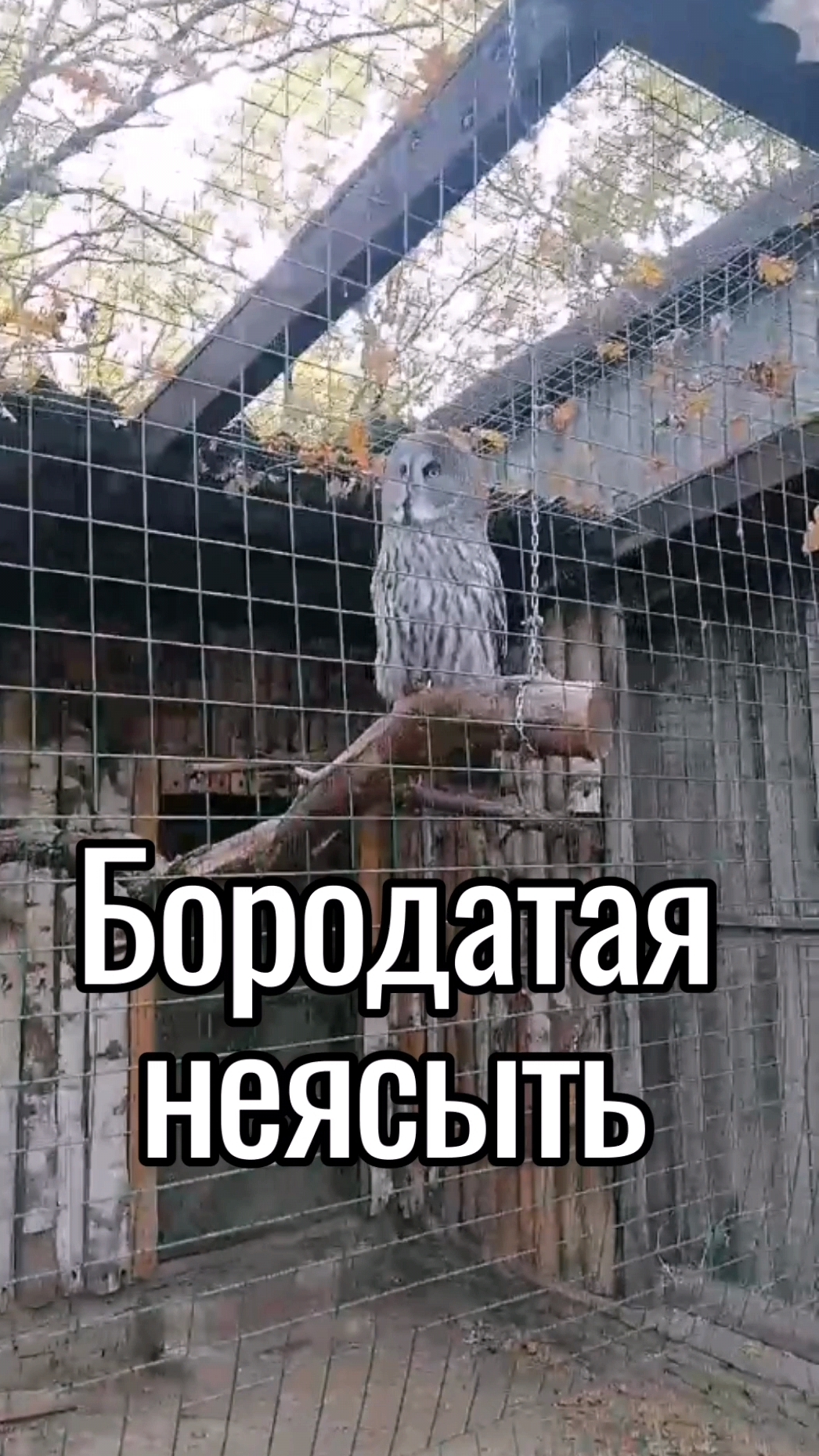 Бородаятая неясыть в парке Малинки