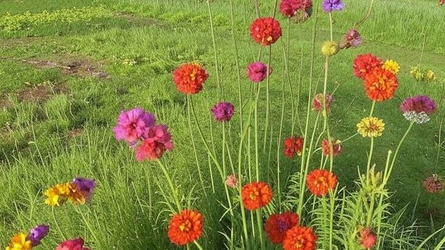 Звук природы. Птицы. Пение птицы Дрозд певчий в осеннем лесу