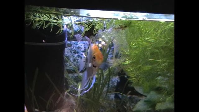 В каком режиме лучше оцифровывать MiniDV кассеты? В режиме web-камеры или DV видео?