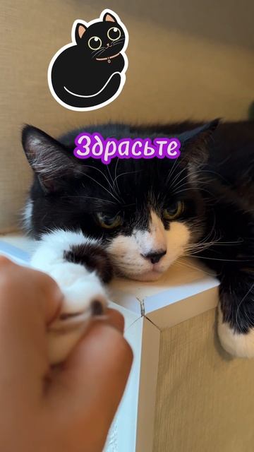 Дневник #НаНоРайМо 2025, день 21. #nanowrimo #писательство #написать_книгу