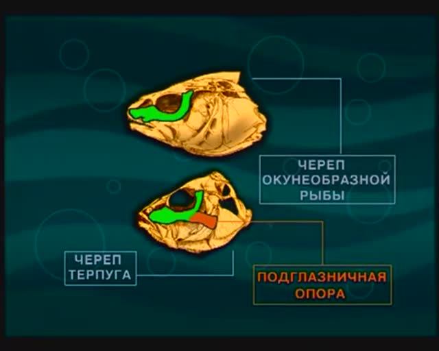 Почему Терпуги внешне похожие на Окунеобразных относятся к отряду Скорпенообразные ?