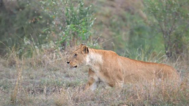 Лев на охоте ждет добычу в жаркий день смотреть