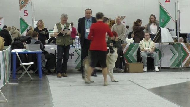 Стивит Армаст Герцогиня Юджин