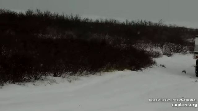 Медведица с медвежатами