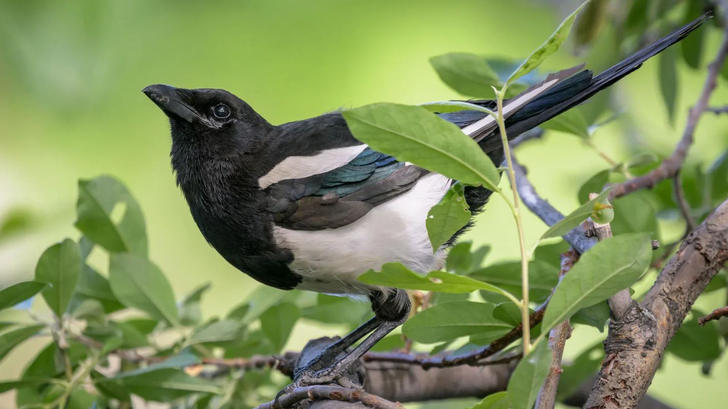 Сорока: Умная и Смешная Птица | Интересные факты про сорок