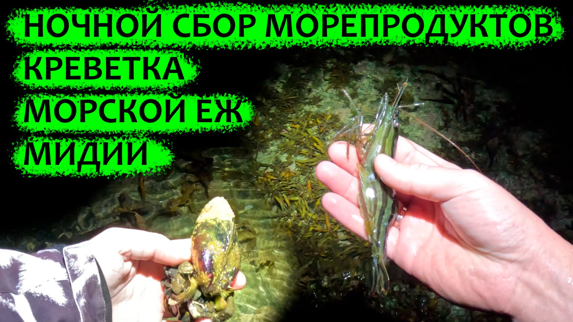 Сбор морепродуктов. Ночная вылазка в море. Поиски осьминога. #Сахалин #морепродукты #крабы #море