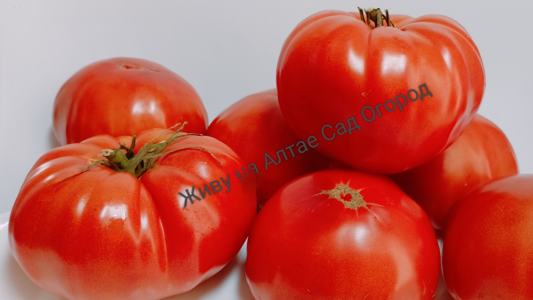 Три коллекционных сорта томата в открытом грунте из каталога на 2026 год