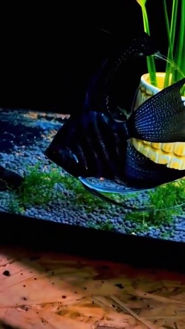 Скалярия Пиной зебра «Double Dark»