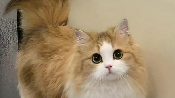 ПОРОДА КОШЕК : Мир кошачьей элегантности