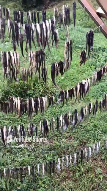 Ленобласть. Хвойное. 15.07.2024. Рыбалка. Когда морозильная камера холодильники заполнена на 100%
