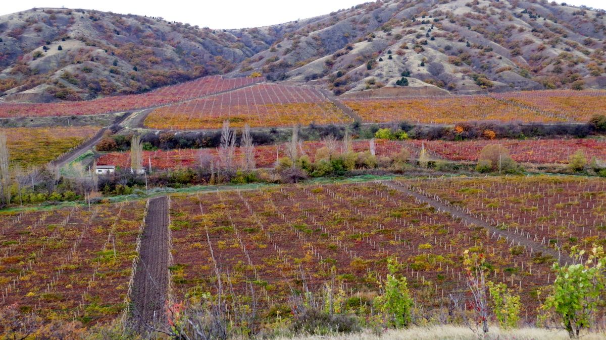 Яркие краски ноября на виноградниках.