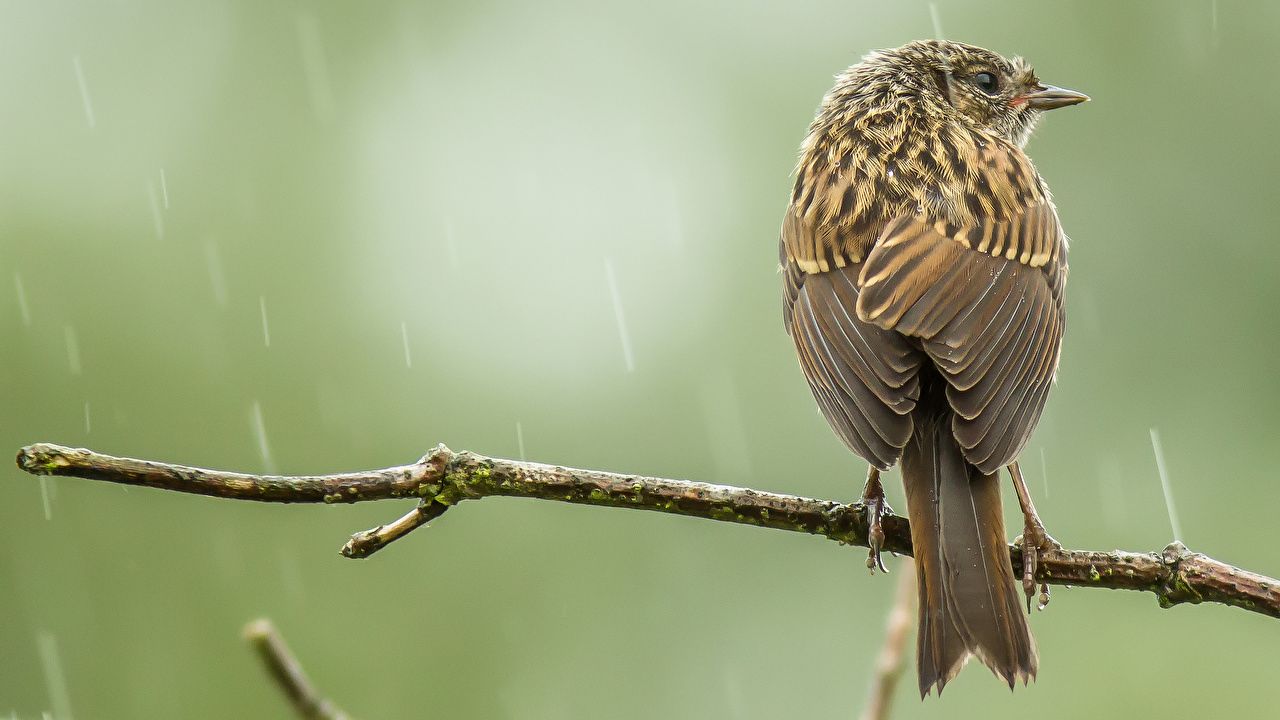 Звуки дождя и птиц