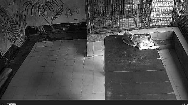 Название Тигры - это обычные волки . Сочи Зоопарк санатория «Октябрьский».