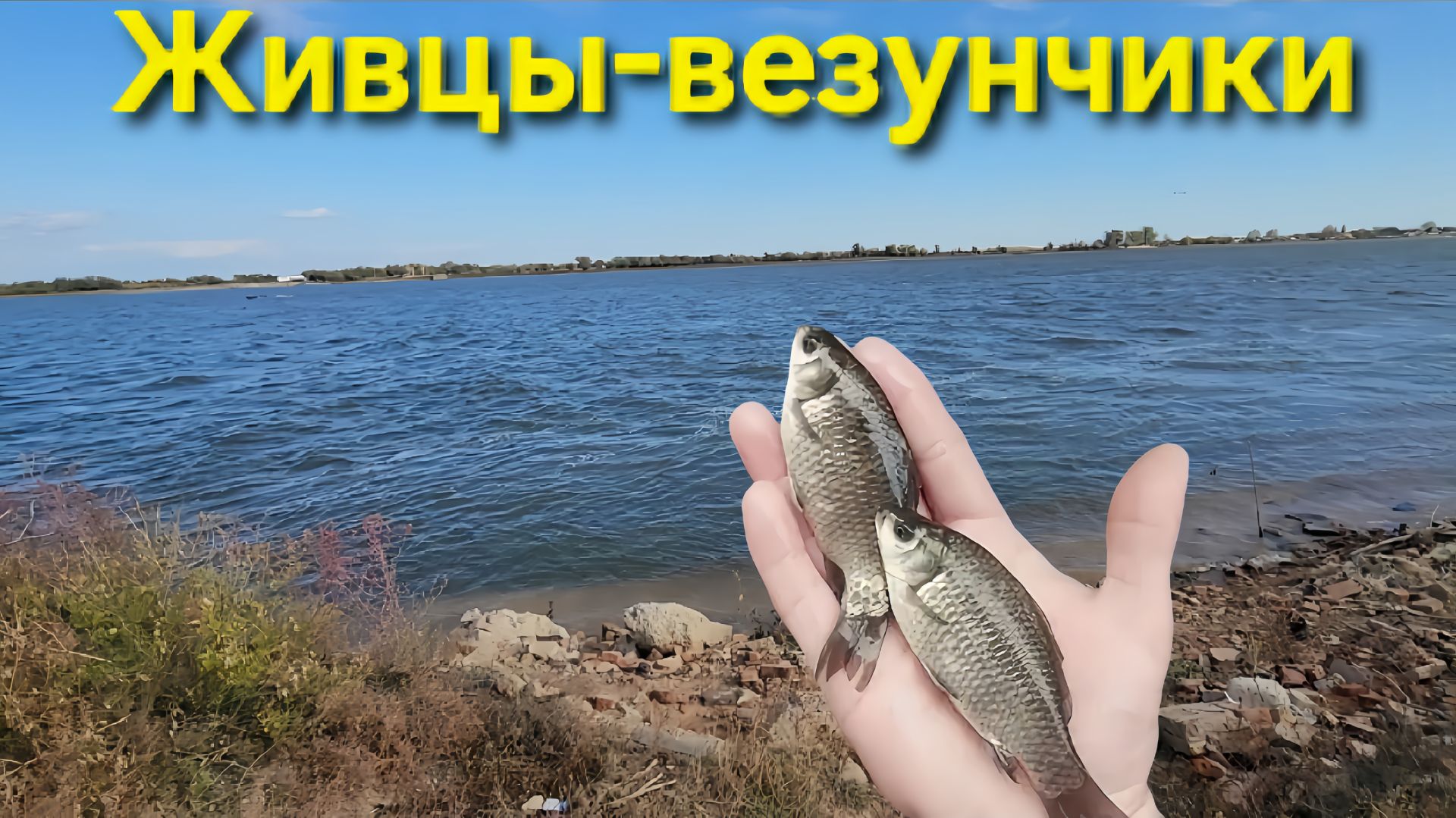 ⭐️Везучие карасики: проехали 1300 км и уплыли в ВОЛГУ🔥 Живец на Рыбалке в Астрахани !! Ноябрь-2025