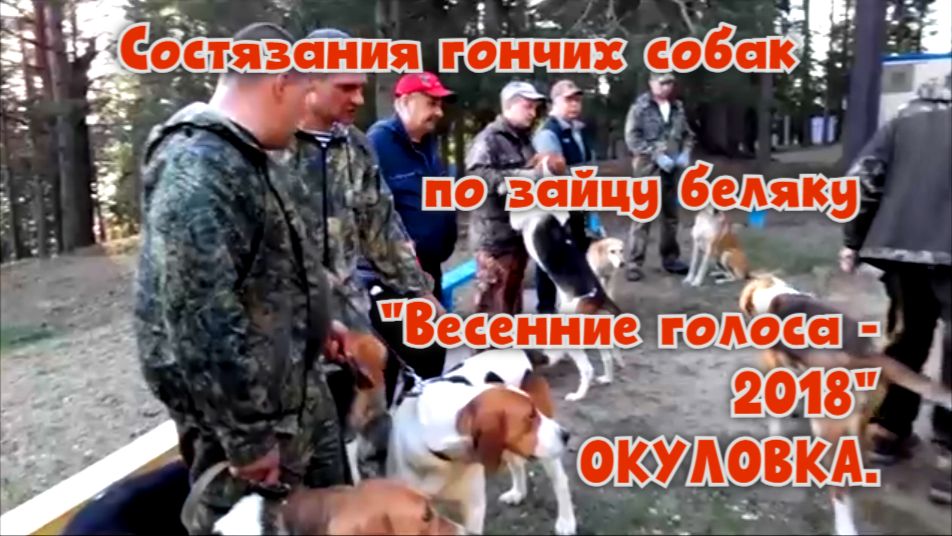 Состязания гончих собак по зайцу беляку "Весенние голоса - 2018" ОКУЛОВКА.#охотасгончей#топ#hunting