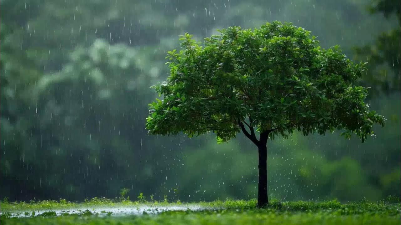 Звуки ветра и дождя