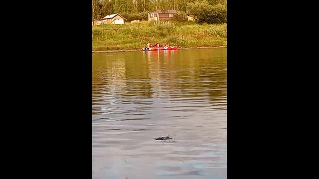 Рыба сыграла а там туристы The fish played and there tourists