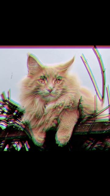 Что это за лев такой? 💖👍😻#кот