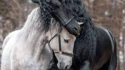 ЖИВОТНЫЙ МИР: 🐎 Захватывающие моменты.  Скакуны ветра: лошадь — символ свободы.