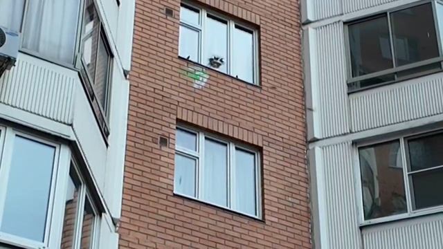 Синицы у кормушки на многоэтажке