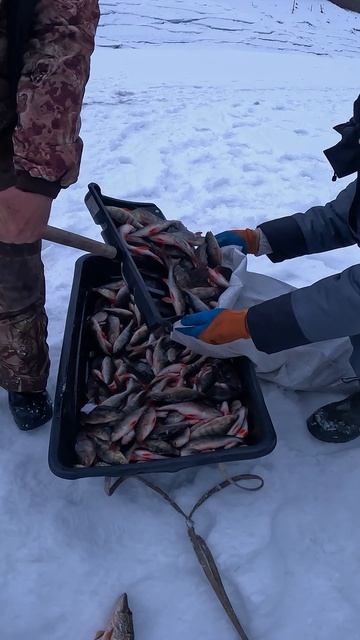 Дежавю на рыбалке