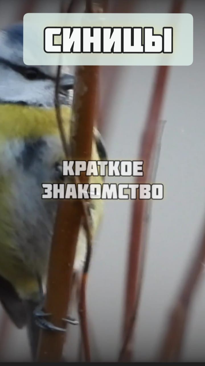 Кто такие синицы короткое знакомство