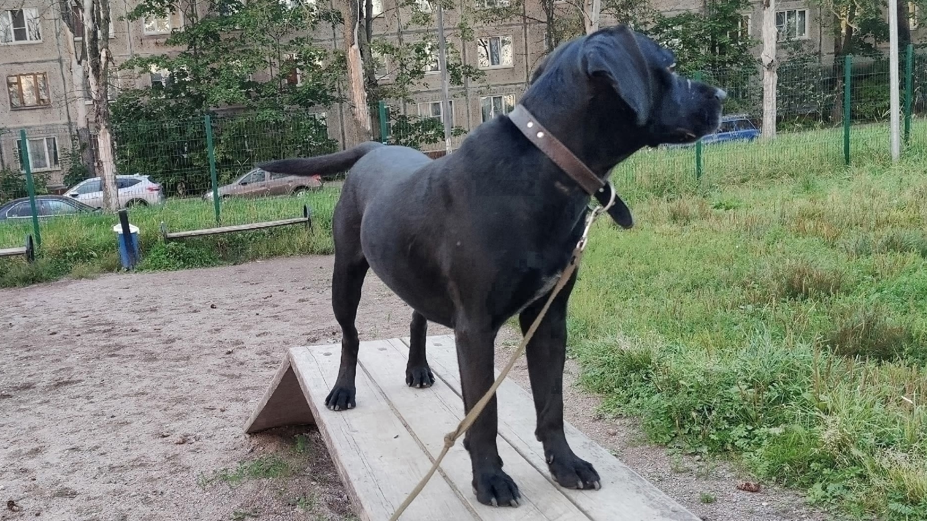 Музей Псов  @ Хор Барьер @ Кане Корсо  @ Луч @ Chibo @ Зоопсихолог