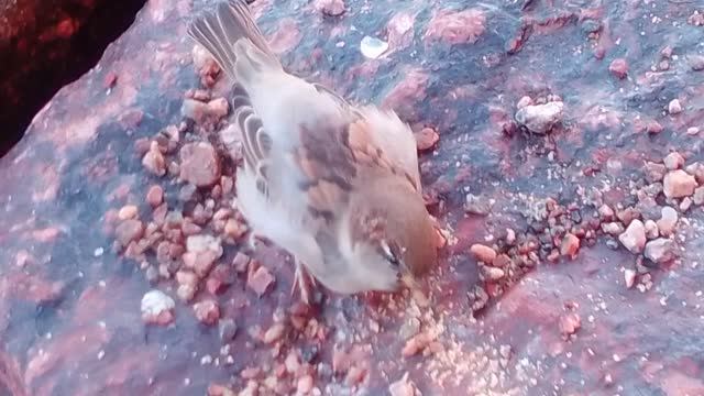 Воробьи на Финском заливе. Часть вторая. Воробей крупным планом.