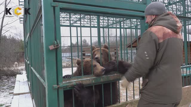 СПАСАЕМ КОСОЛАПЫХ ВМЕСТЕ!