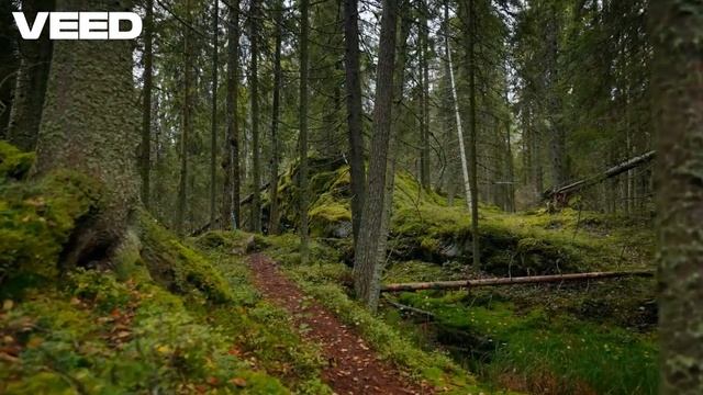 BallaDonna - Волк