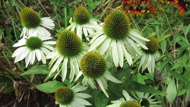 Эхинация неприхотливый и красивый многолетник в саду: уход и размножение