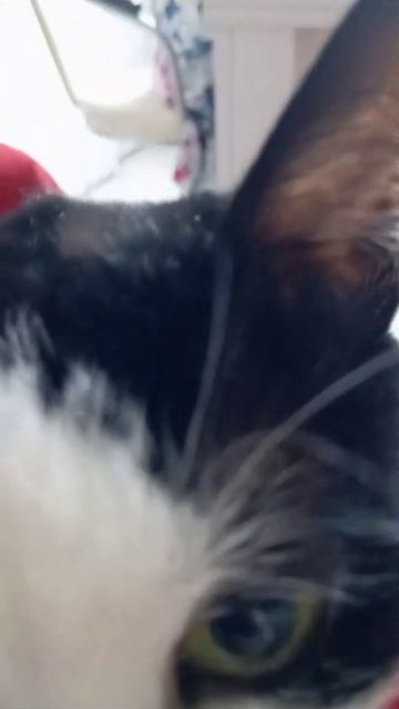 Мурзик вечно голодный, никогда не кормленный )