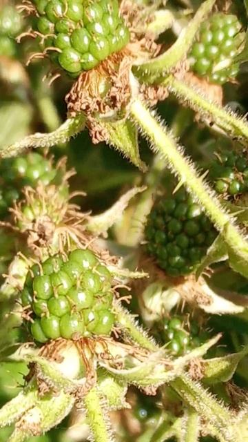 Ежевика ремонтантная вся усеяна в завязи зеленой