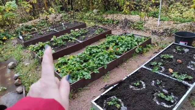 24-Дача .. всë пересадила и грянул мороз😂часть 2