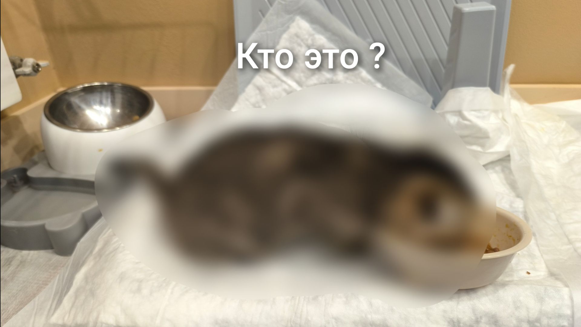 Мой новый питомец ! Посмотри пожалуйста 🥺.