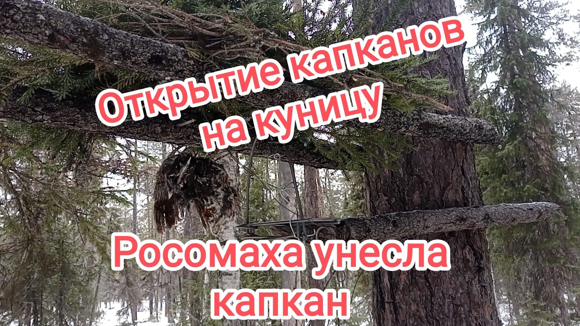 Открытие капканов на куницу.