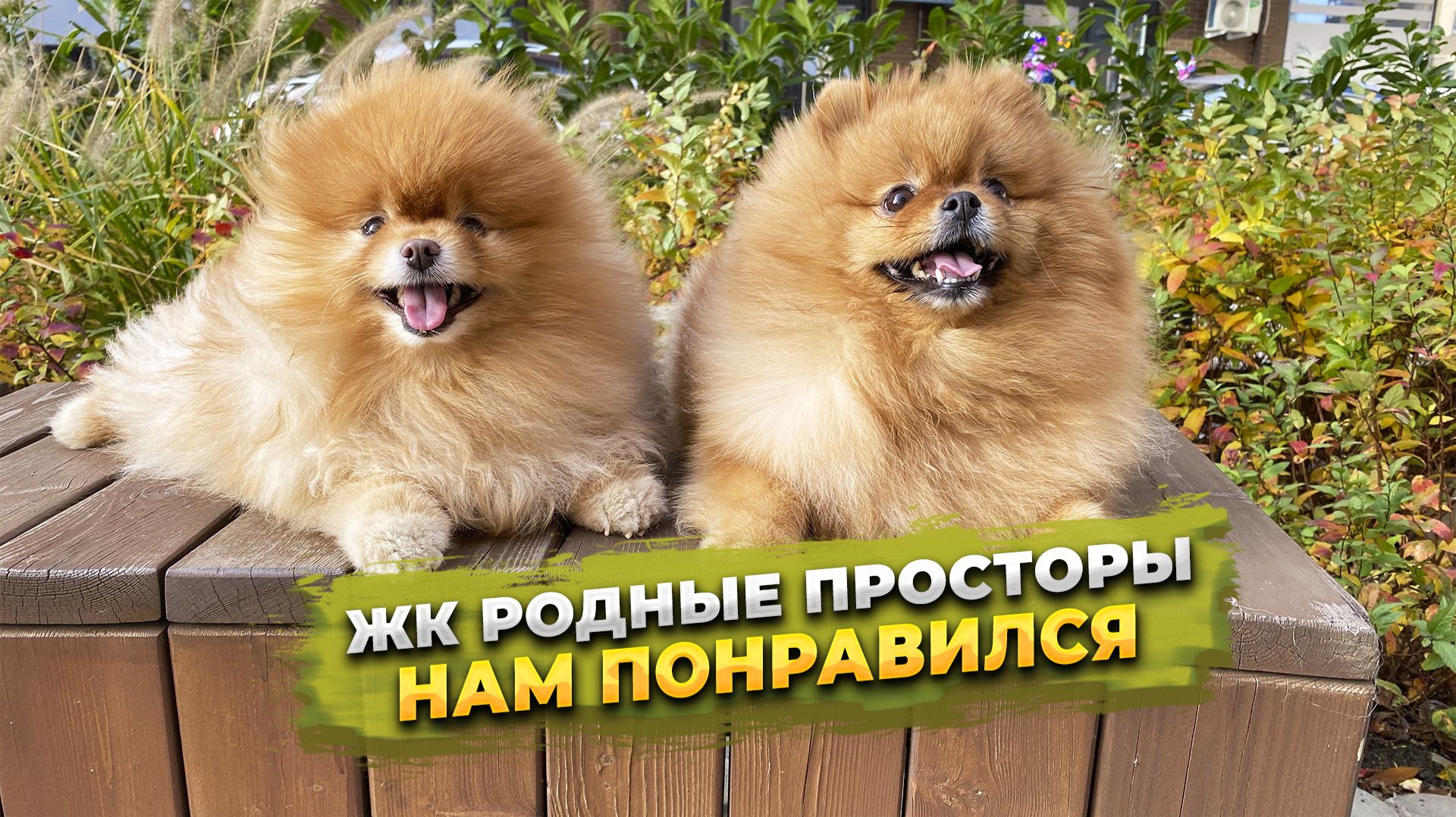 Краснодар. ЖК Родные просторы. Гуляем с собаками