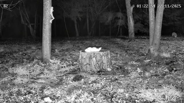 Лиса и сало