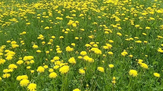 Жёлтая поляна.