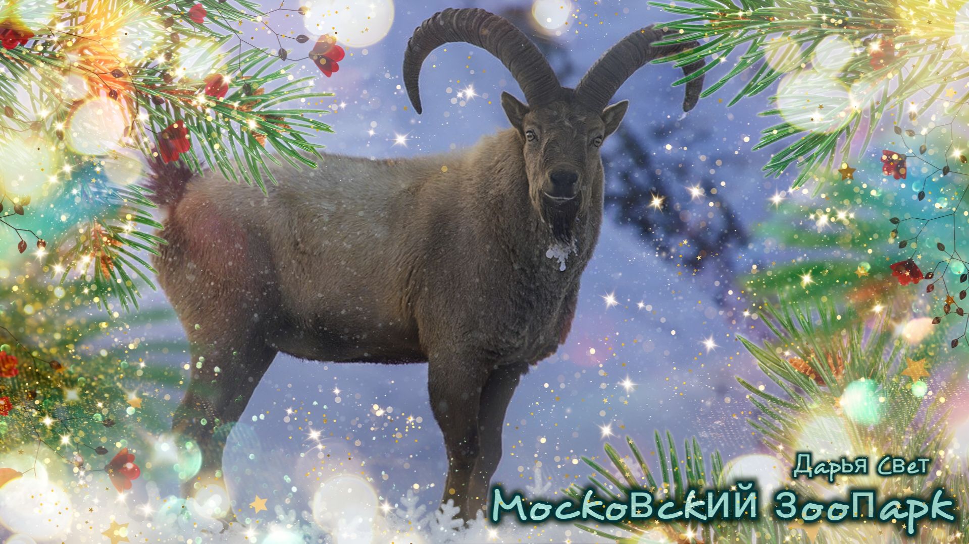 Дагестанский тур, или восточнокавказский козёл. Горные козлы. Московский зоопарк. Осень 2025