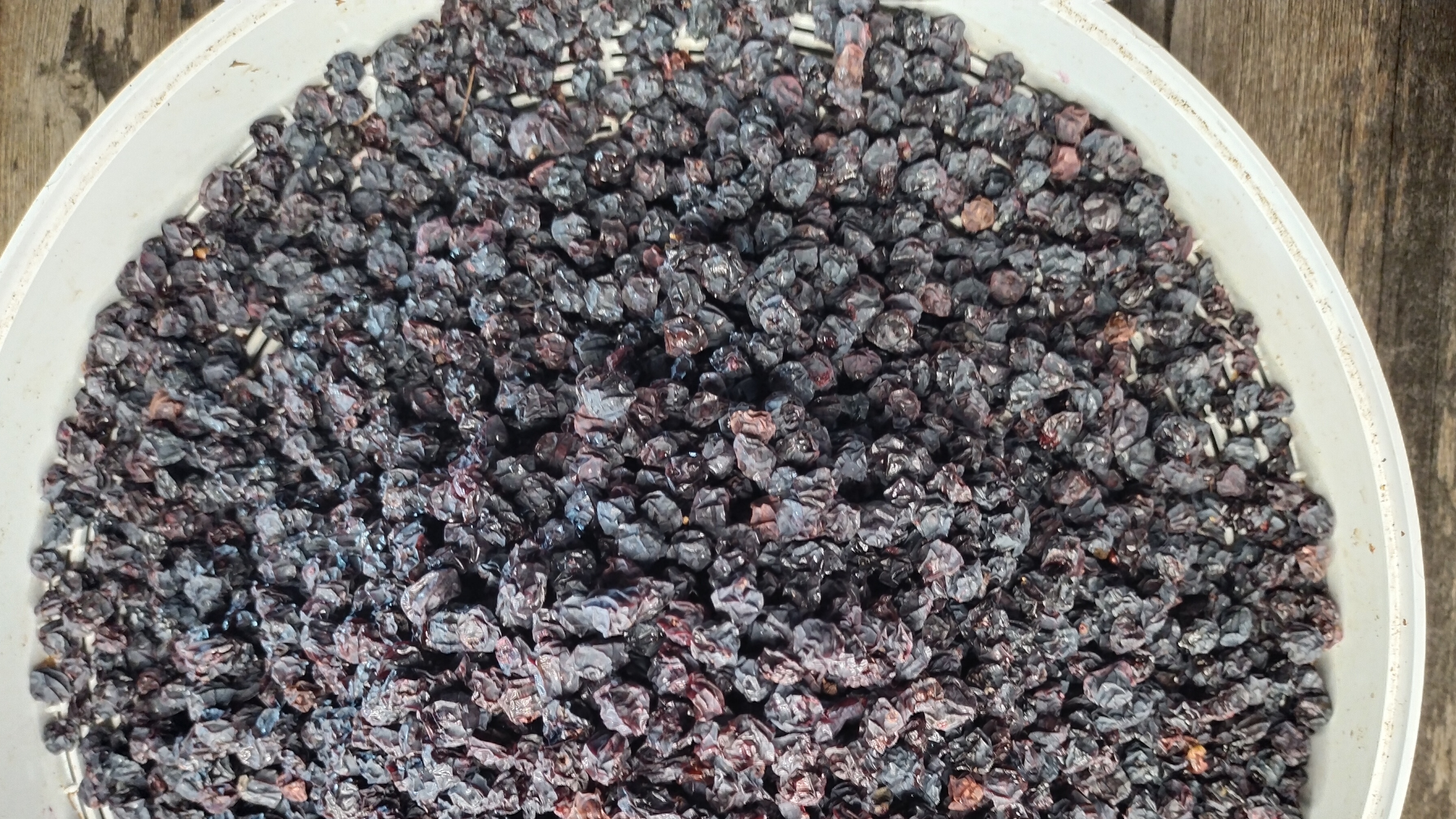 Виноград "Изабелла" засушила получился изюм