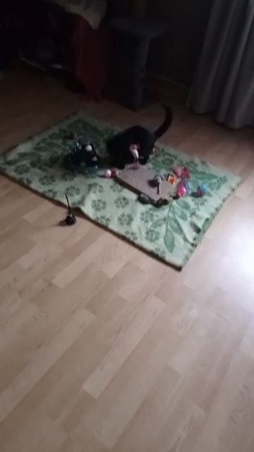 Вот и на передержке новый котенок ,подброшенный в холодный коридор ночью.