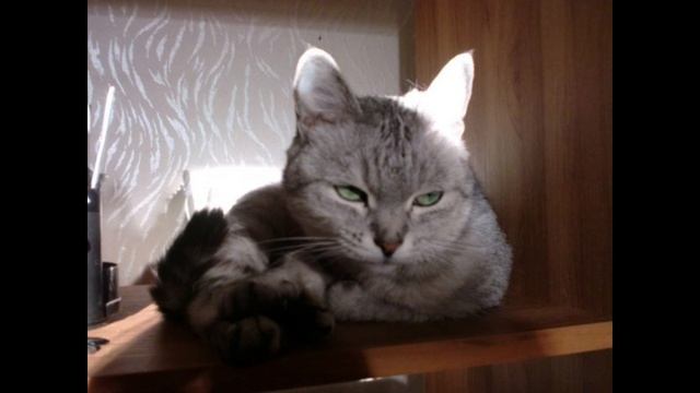 Марина Урусова. Юлия Барсиковна. Вот это жрет!