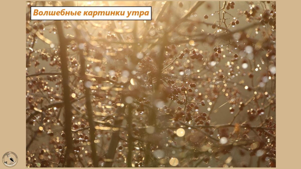 Рассвет. Туман. Роса. Волшебные картинки утра