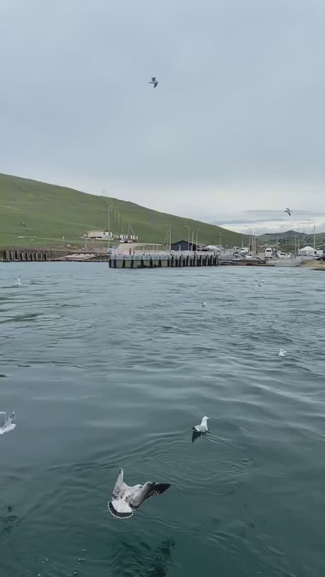 Чайки на Ольхонской переправе