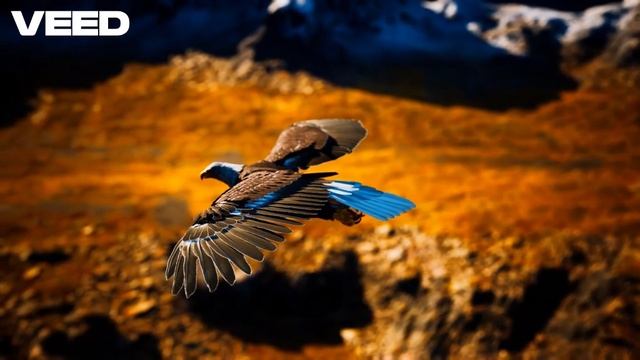 BallaDonna - Виртуальный дом