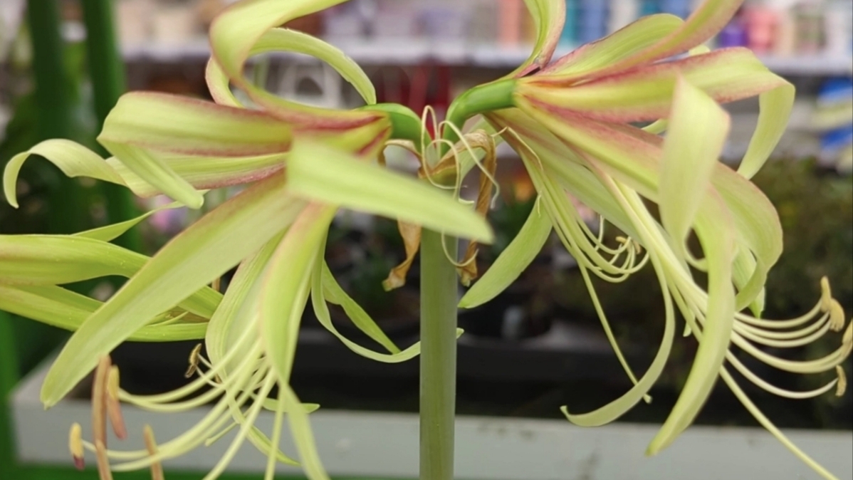 22-11-2025.Гиппеаструм Juniper..разделение на деток.